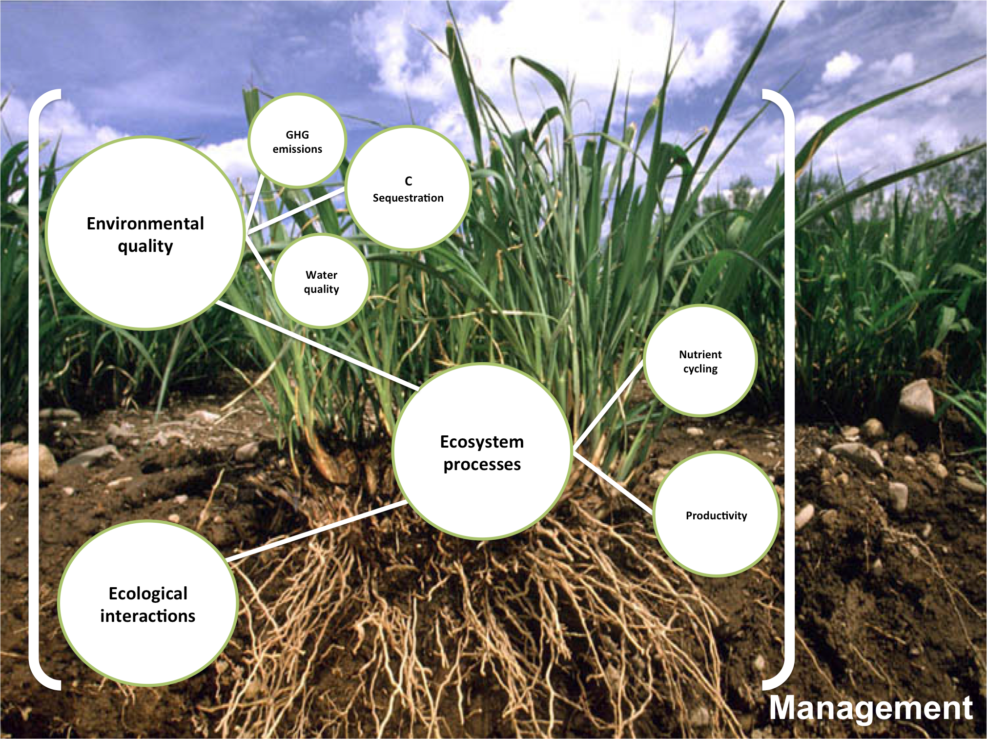 Research – Soil Biodiversity and Health Lab