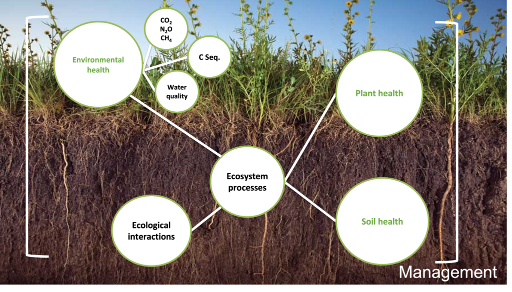 Research – Soil Biodiversity and Health Lab